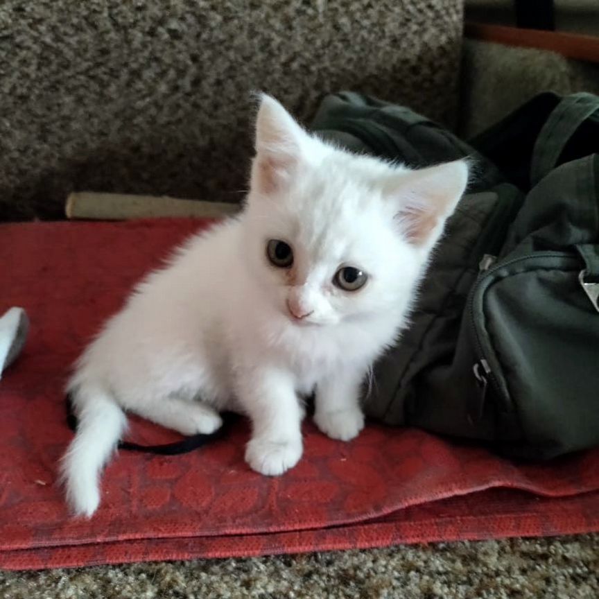 Прекрасные котята
