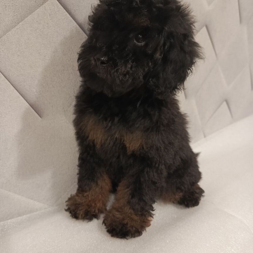 Мальчики 2мес