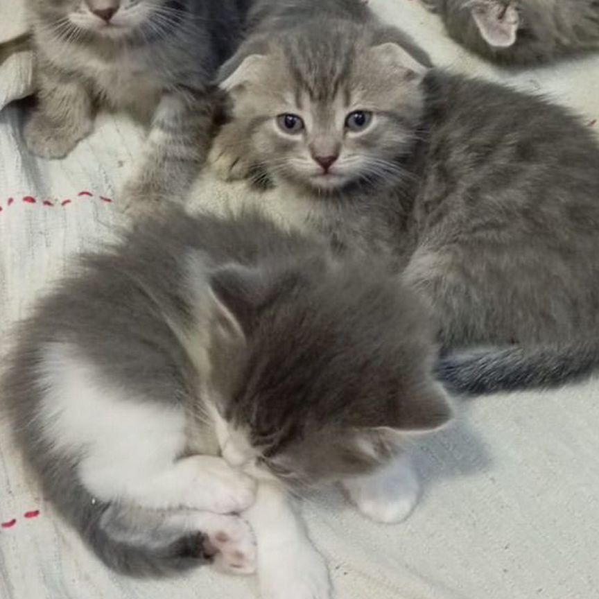Шотландский вислоухий короткошёрстный котёнок