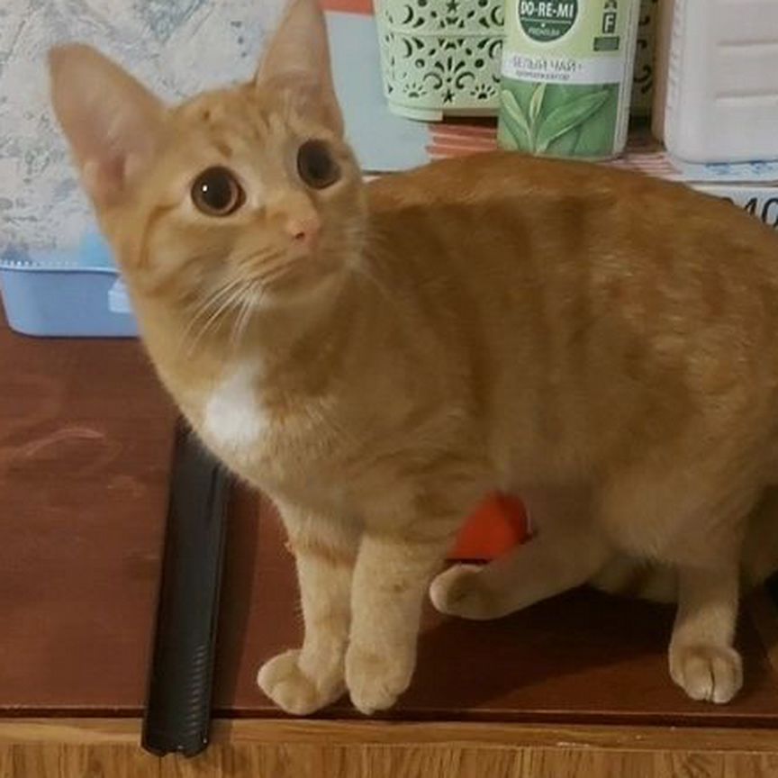 Рыжая кошечка-котенок бесплатно