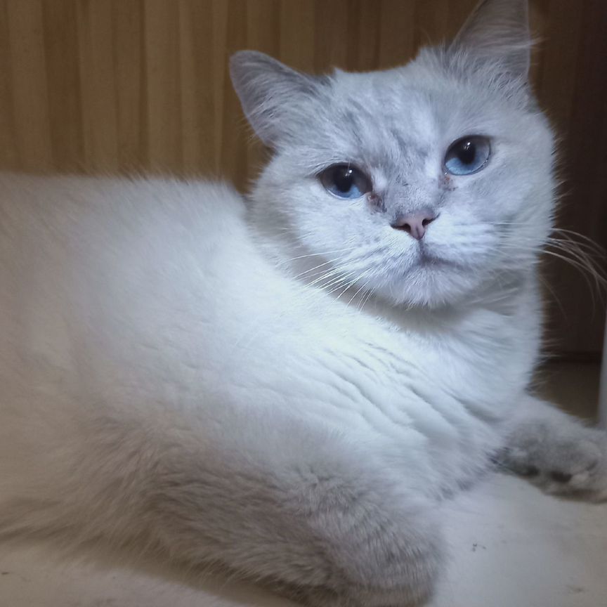 Кошка ищет заботливых хозяев