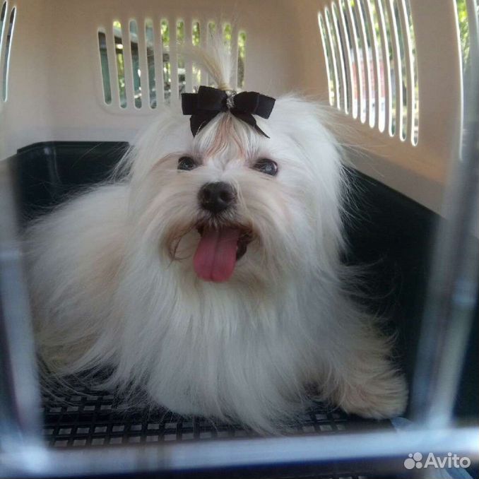 Болонки мальтезе кобели