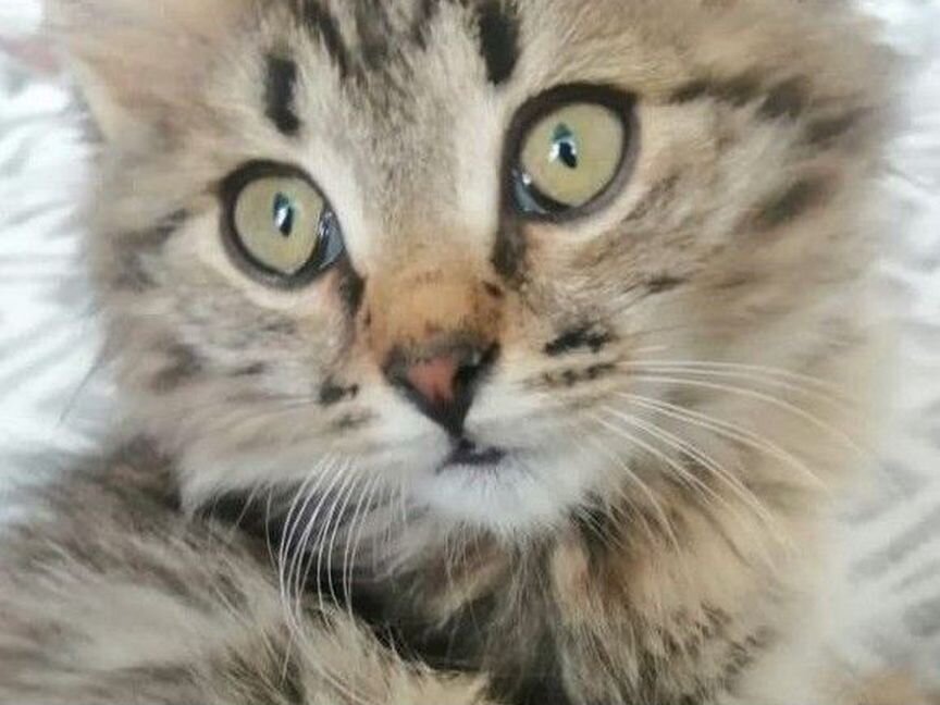 Котенок девочка