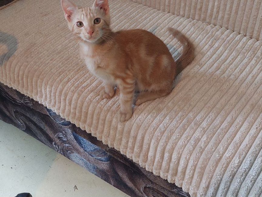 Котёнок мраморный Мальчик Бесплатно