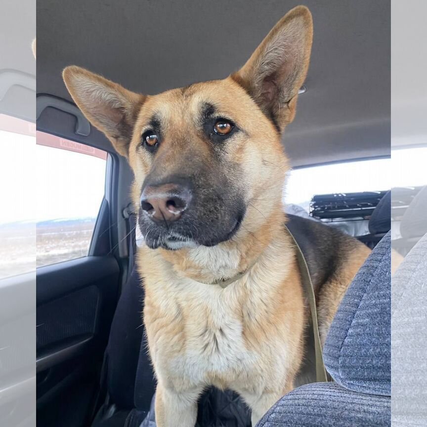 Взрослая собака в добрые руки