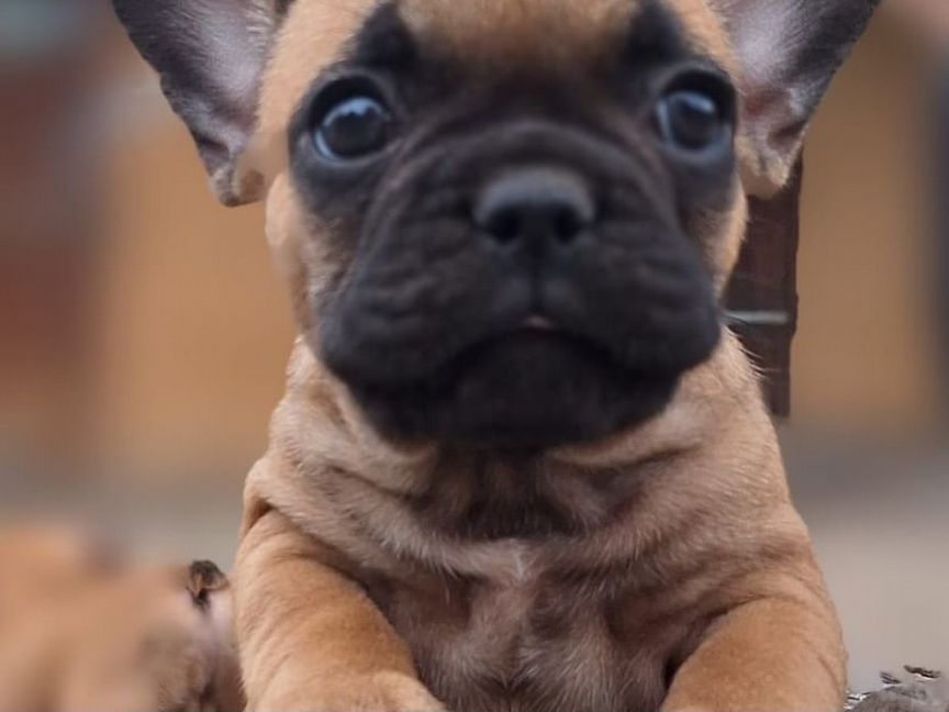 Французский бульдог рыжий и красный окрас