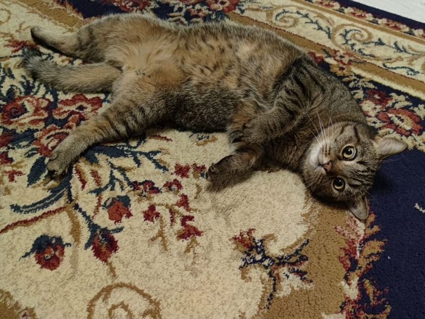 Котик Тимоша