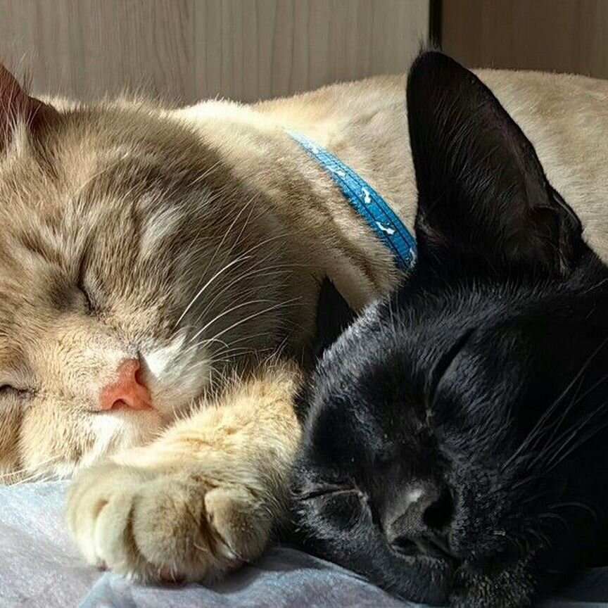 Кот