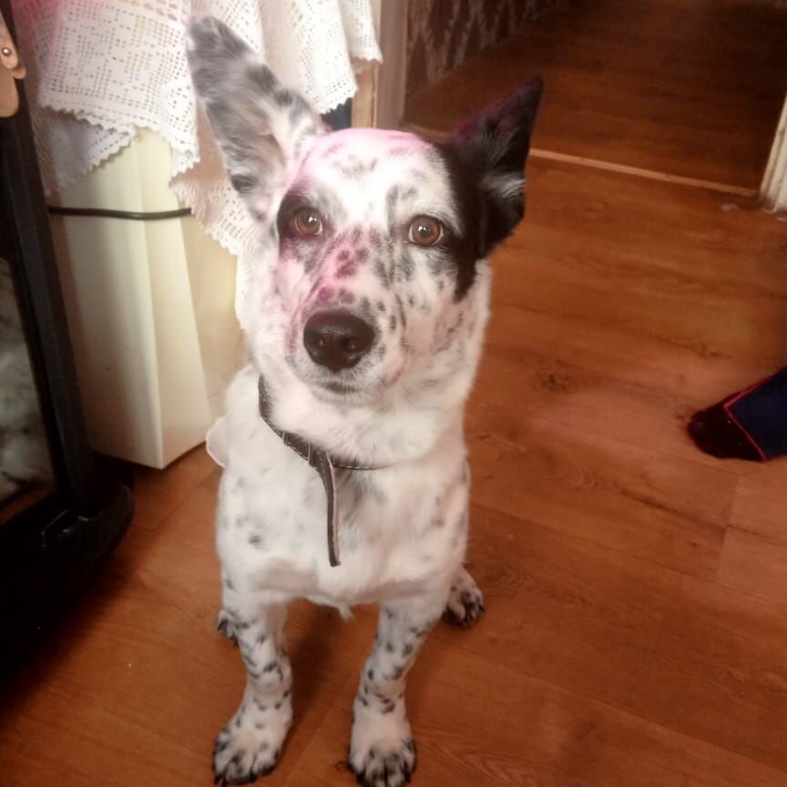 Собака в добрые руки щенок