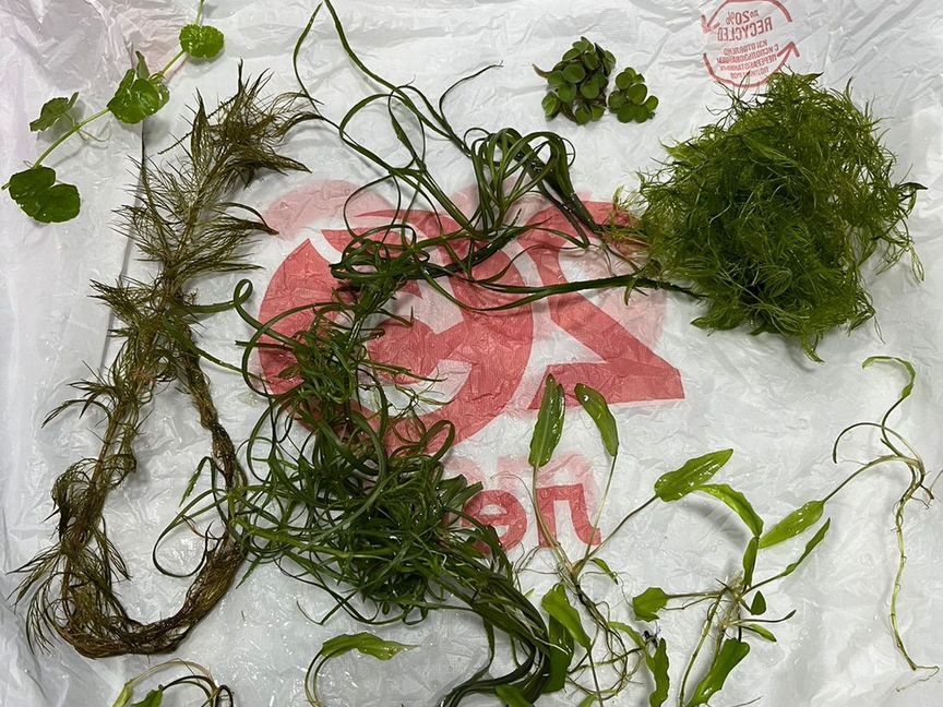 Растения для аквариума