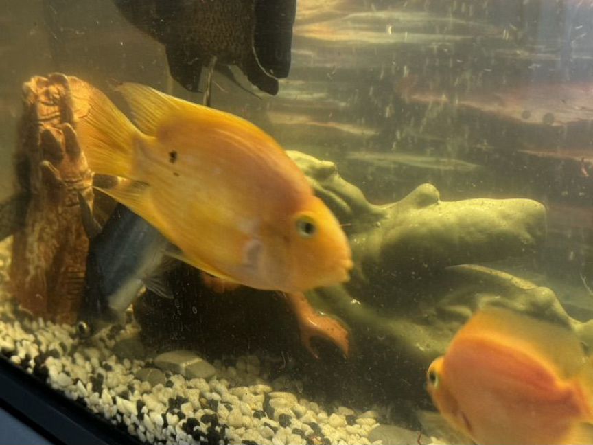 Цихлида попугай