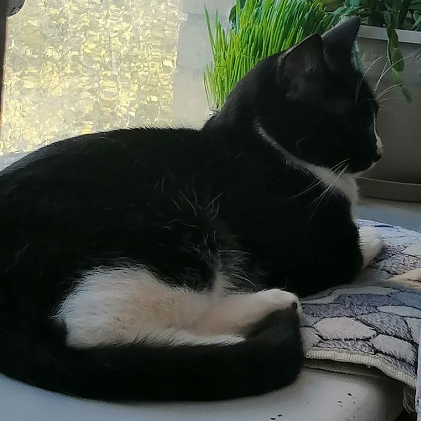 Котейка в добрые руки