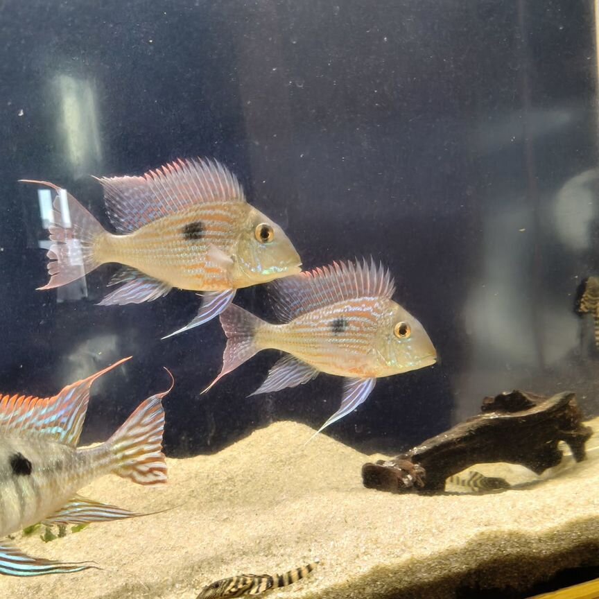 Геофагус свени парано пара