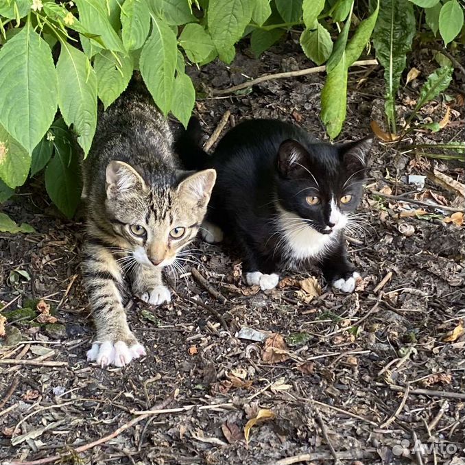 Передержка Котята в добрые рукиКошечка ищет дом