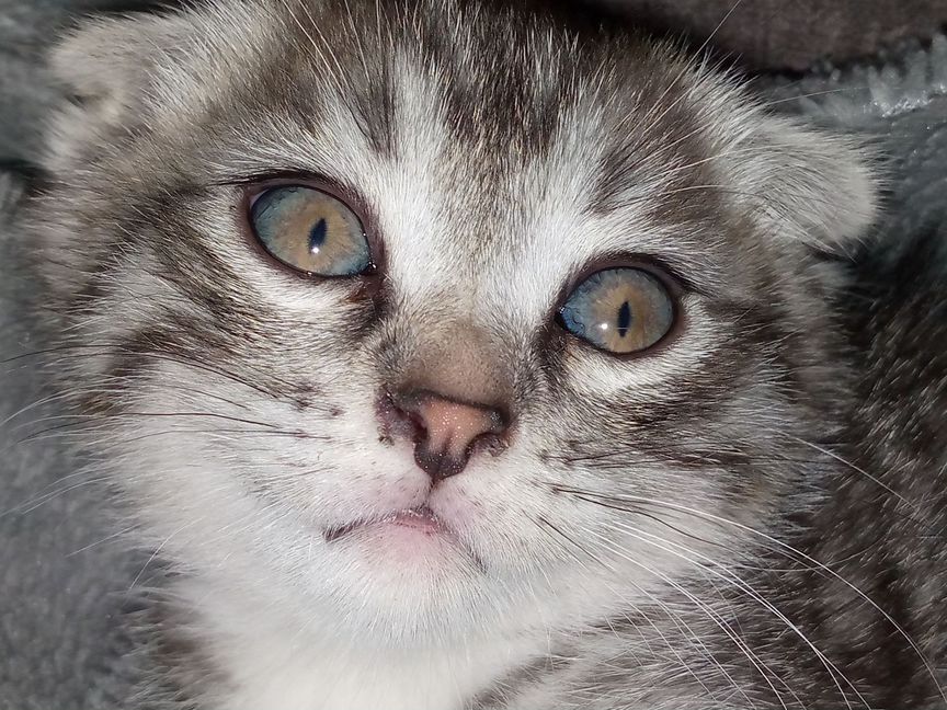 Кошка шатландец,британец, мраморные котята