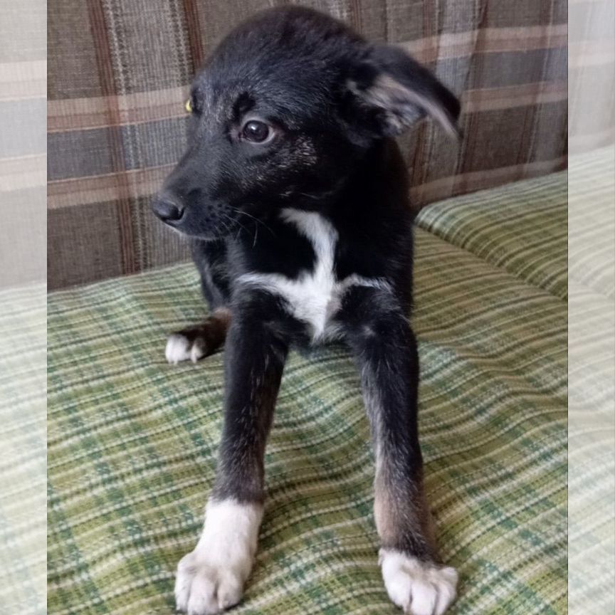 Щенок в добрые руки