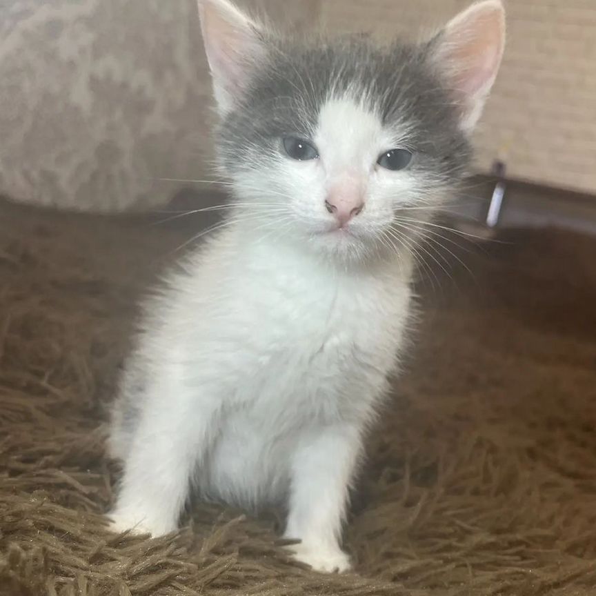 Котёнок от частного владельца