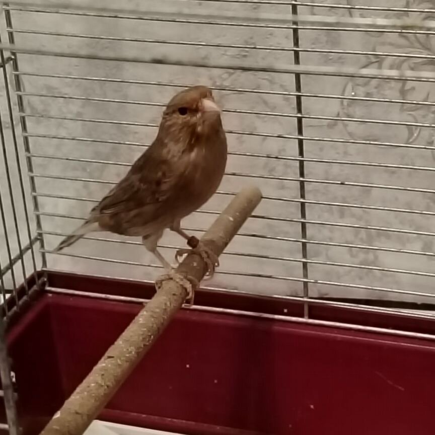 Канарейки с клеткой