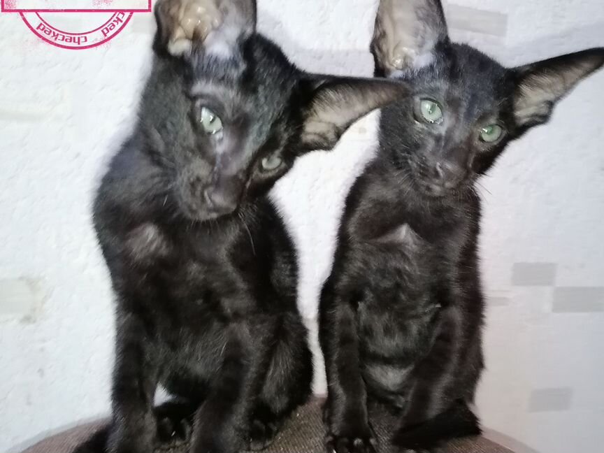 Ориентальные котята