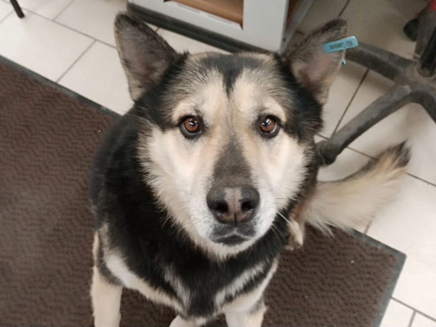 Пристраивается собачка