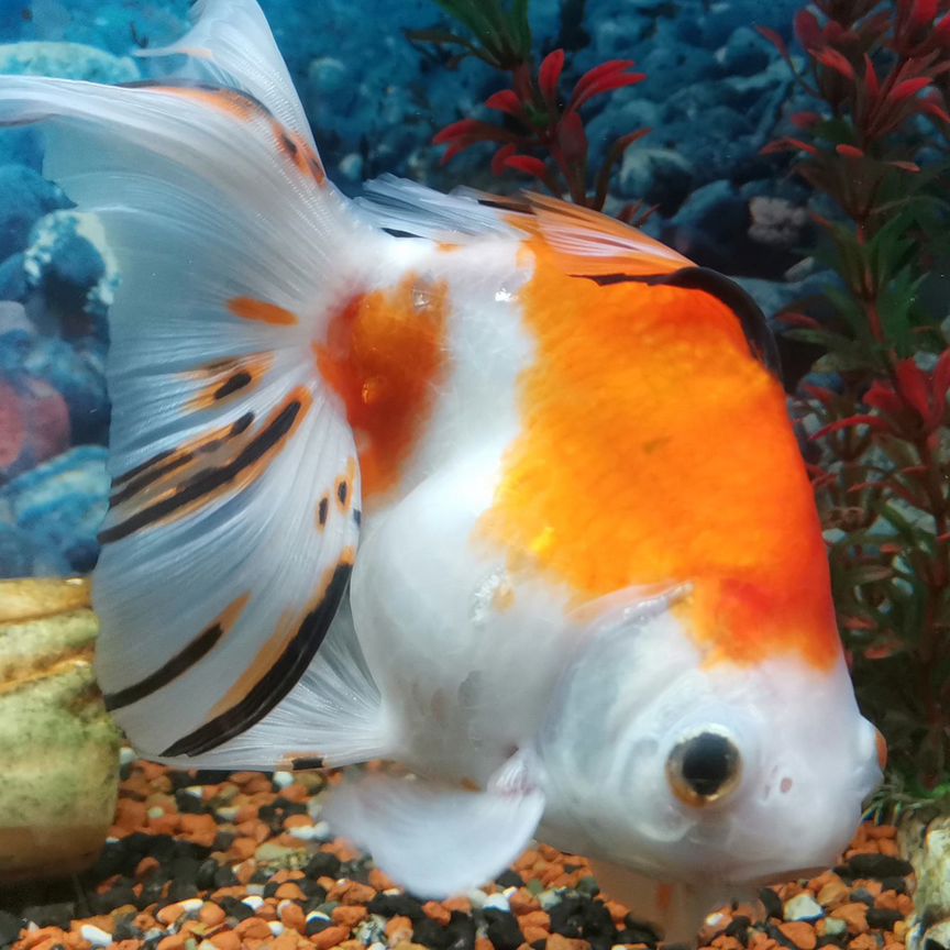 Большая Золотая рыбка - Риукин 20 см