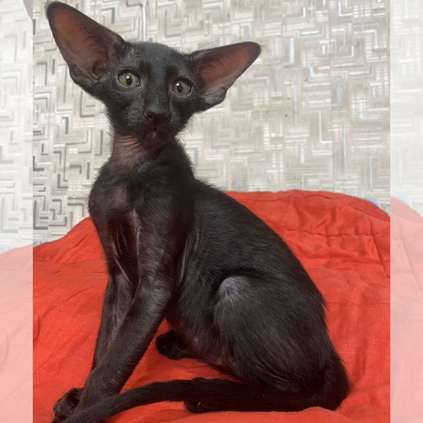 Ориентальный котёнок