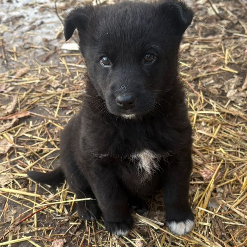 Щенок в добрые руки