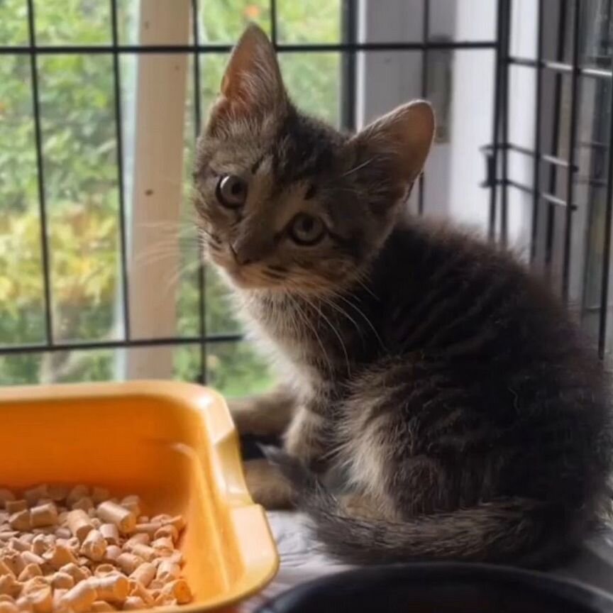 Котенок Крош