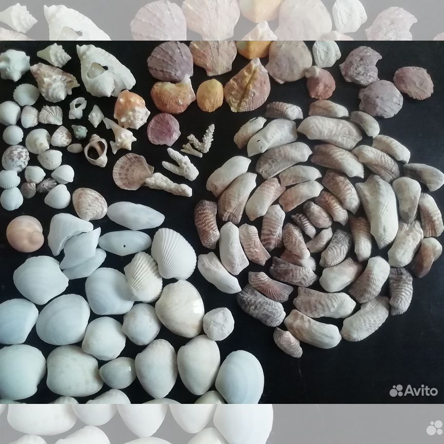 Морские ракушки. Кубинскме