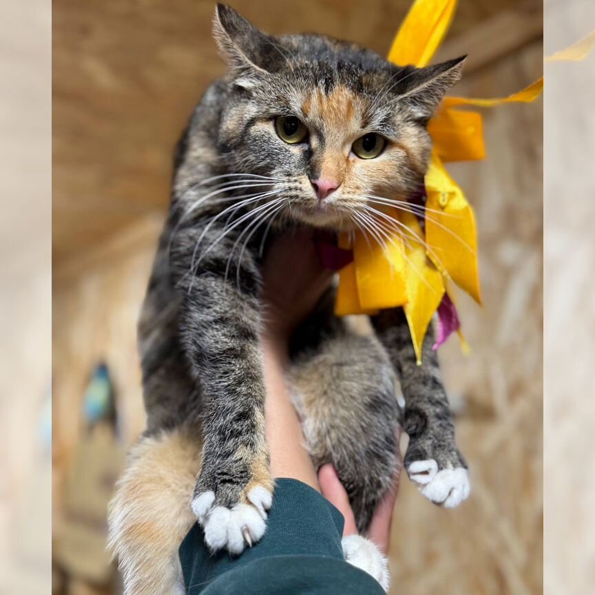 Взрослая, кошка в добрые руки