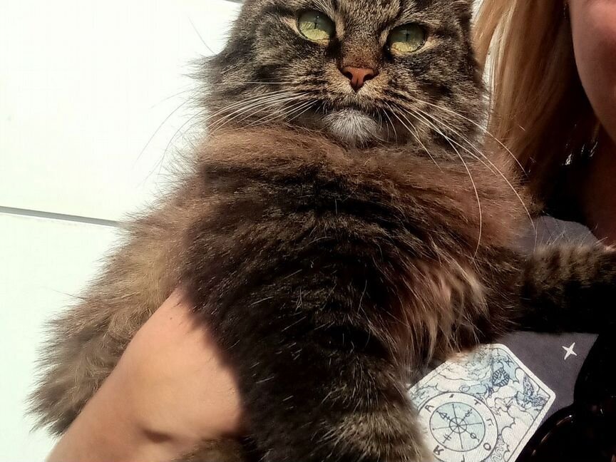 Сибирская лесная кошка