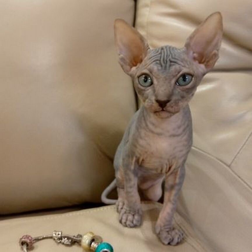 Продам сфинкса