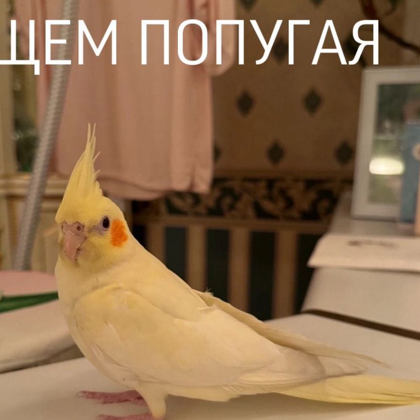 Попугай корелла ручной бесплатно
