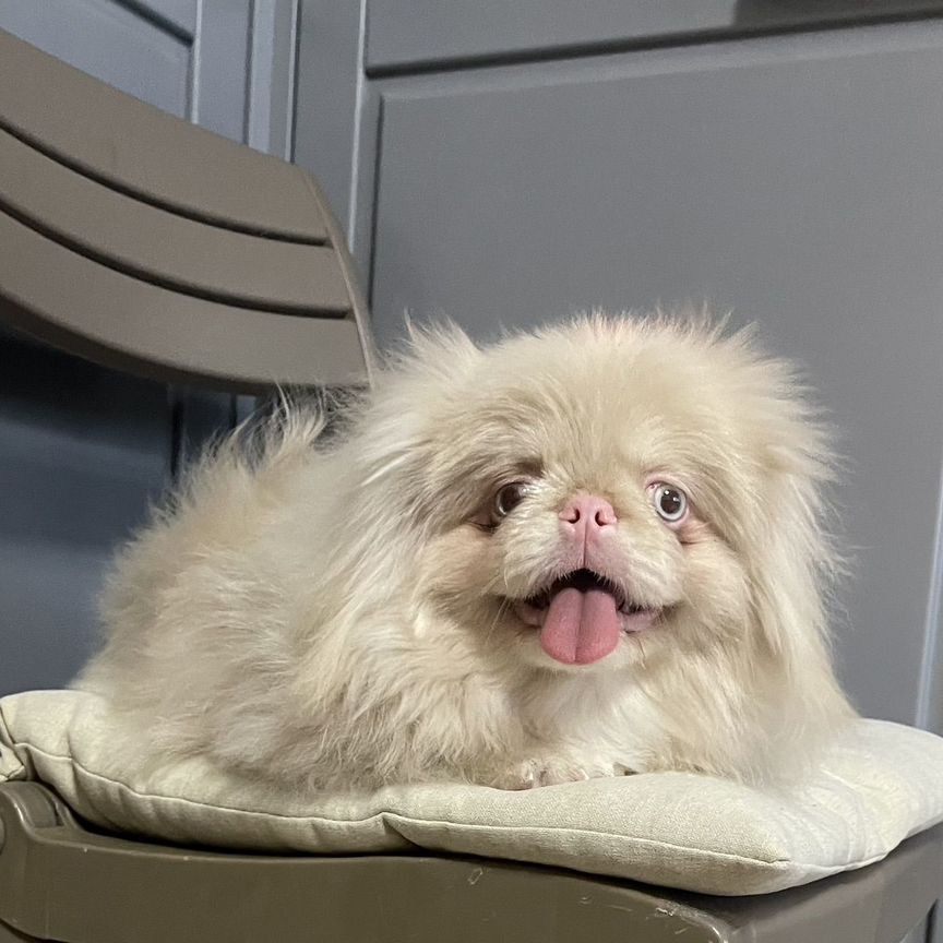 Пекинес, щенок