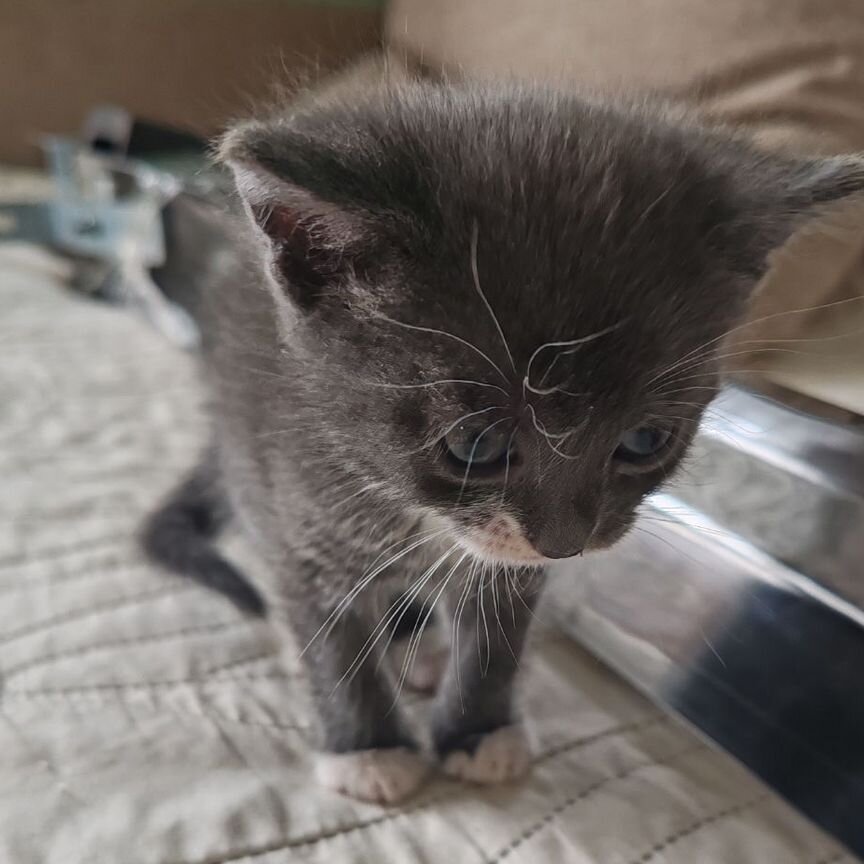 Котёнок в добрые руки