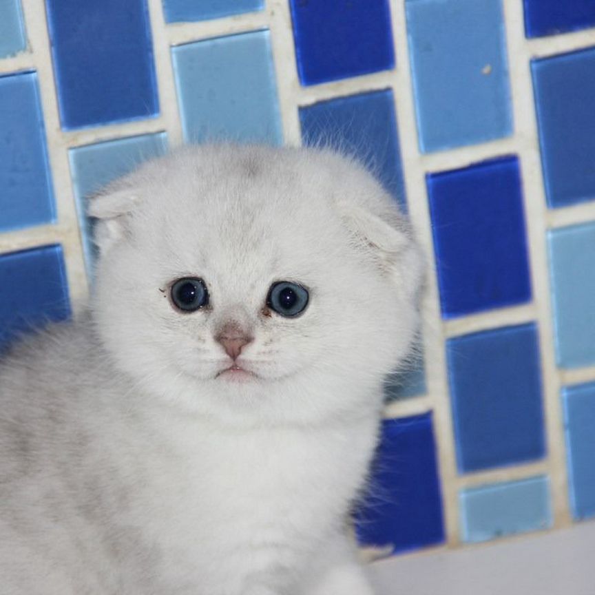 Котята серебристая шиншилла