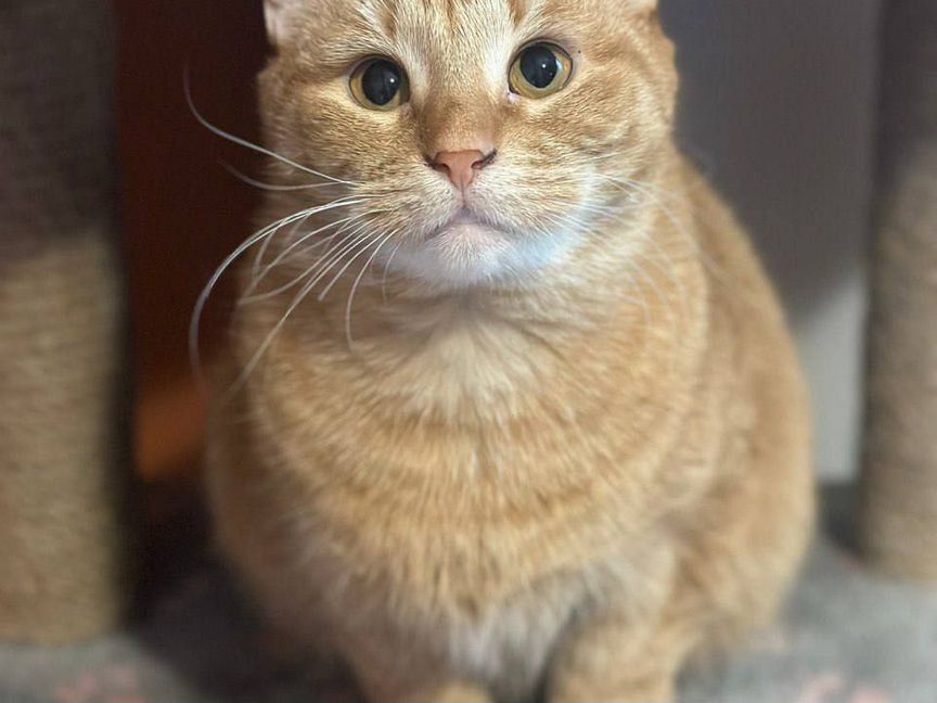 Кошка красавица