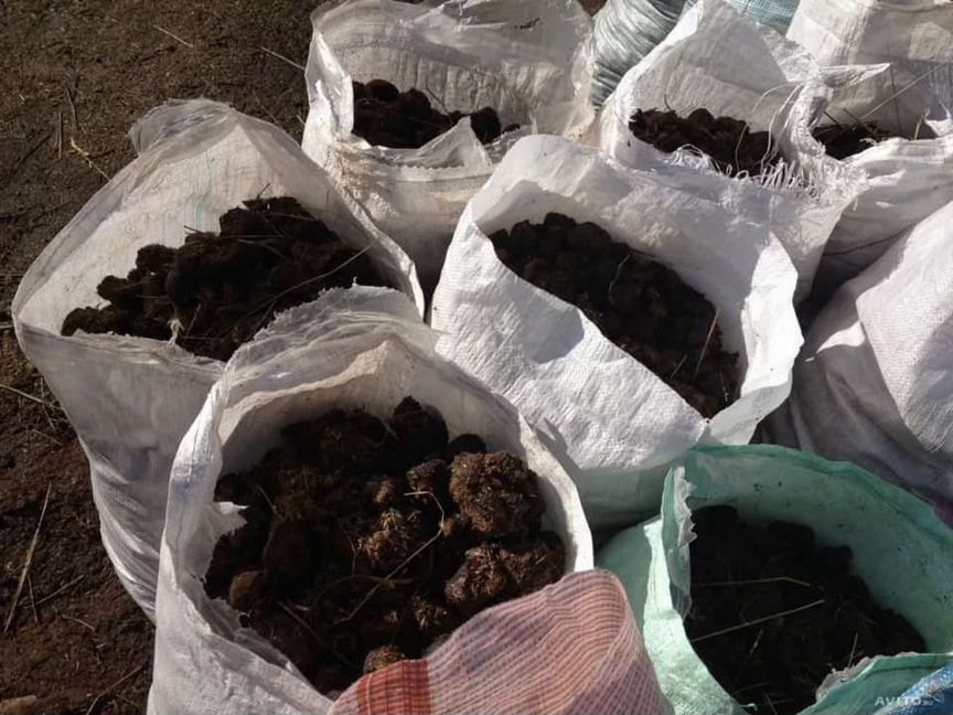Отдам бесплатно навоз от перепелов