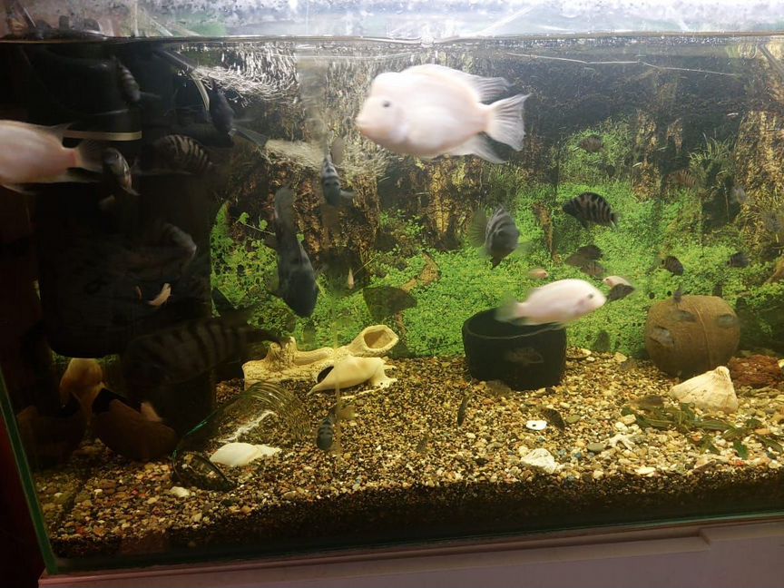 Аквариумные рыбки