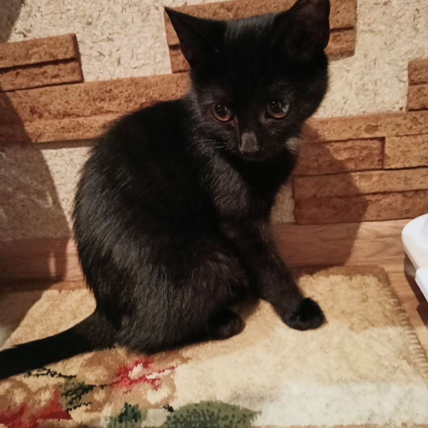 Черный котенок в добрые руки
