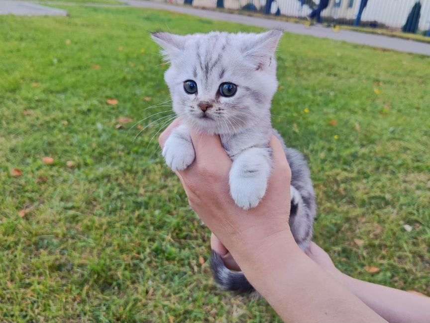 Британский котик