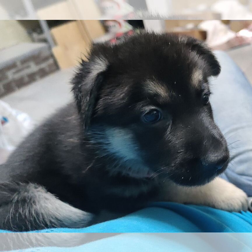 Восточноевропейская овчарка, щенок