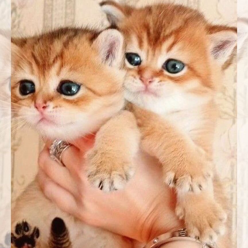 Шотландские яркие золотые котята