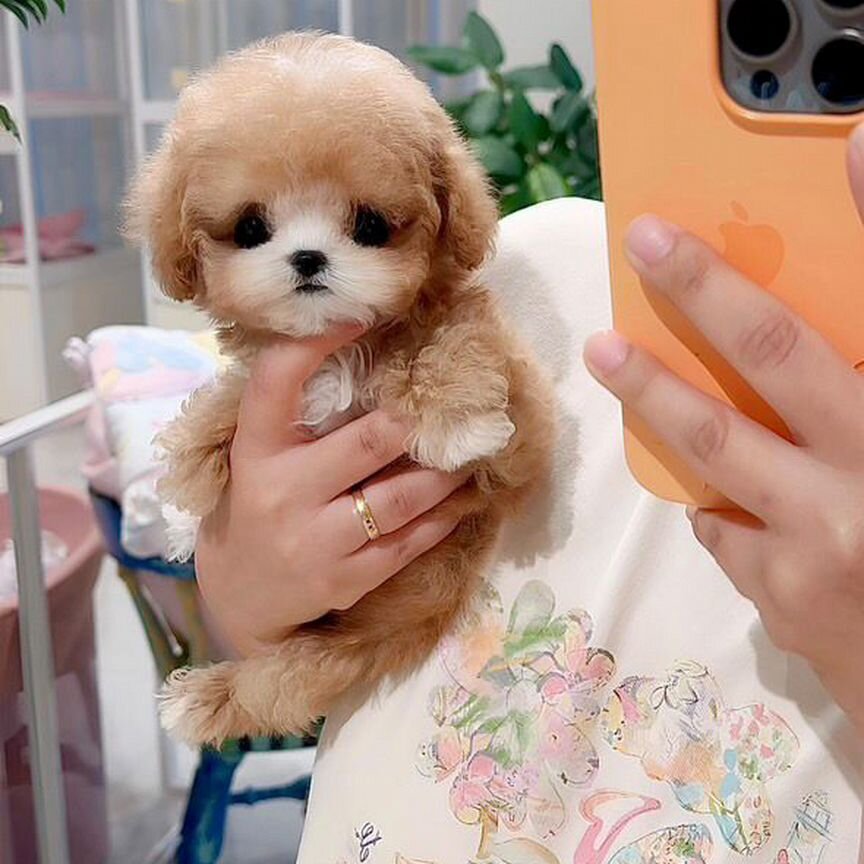 Микро мальтипу из Кореи