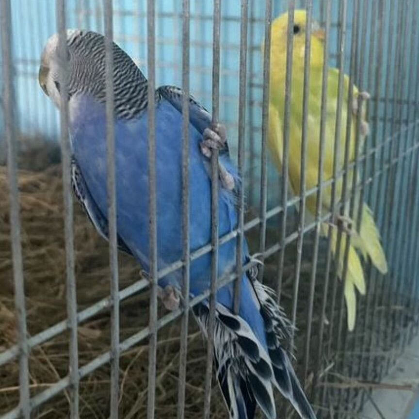 Волнистый попугай