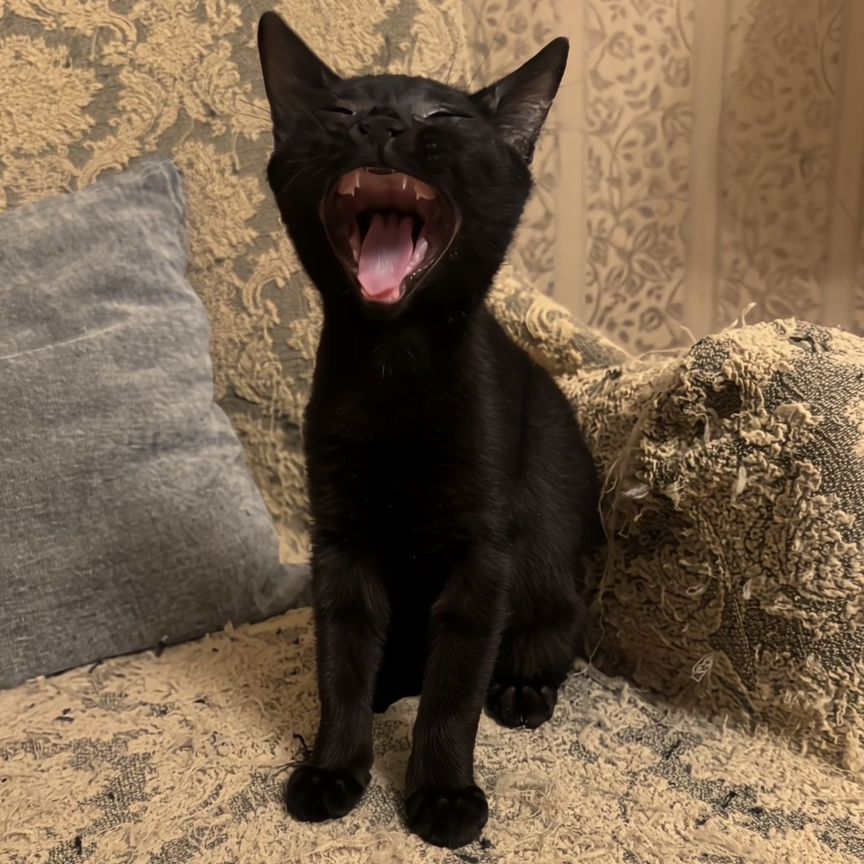 Котёнок в добрые руки