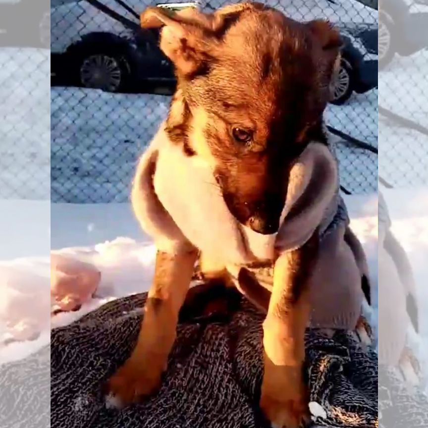 Щенок в добрые руки