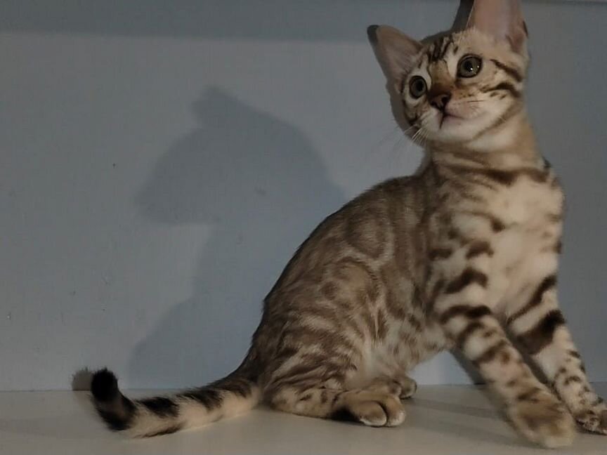 Бенгальская кошка котята из питомника