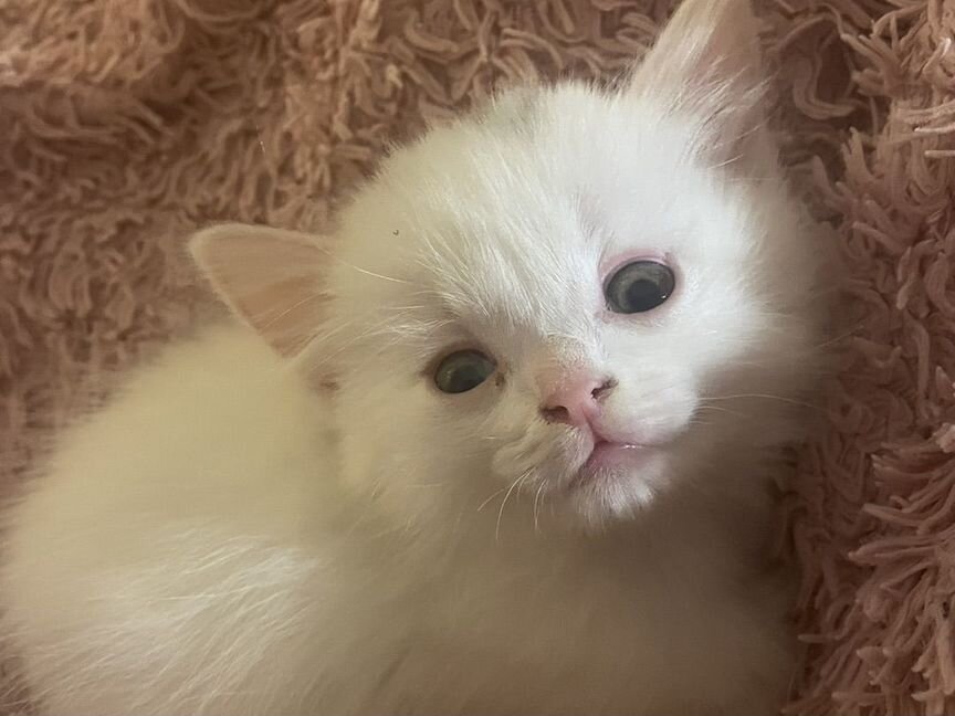 Продаю маленьких и милых котят