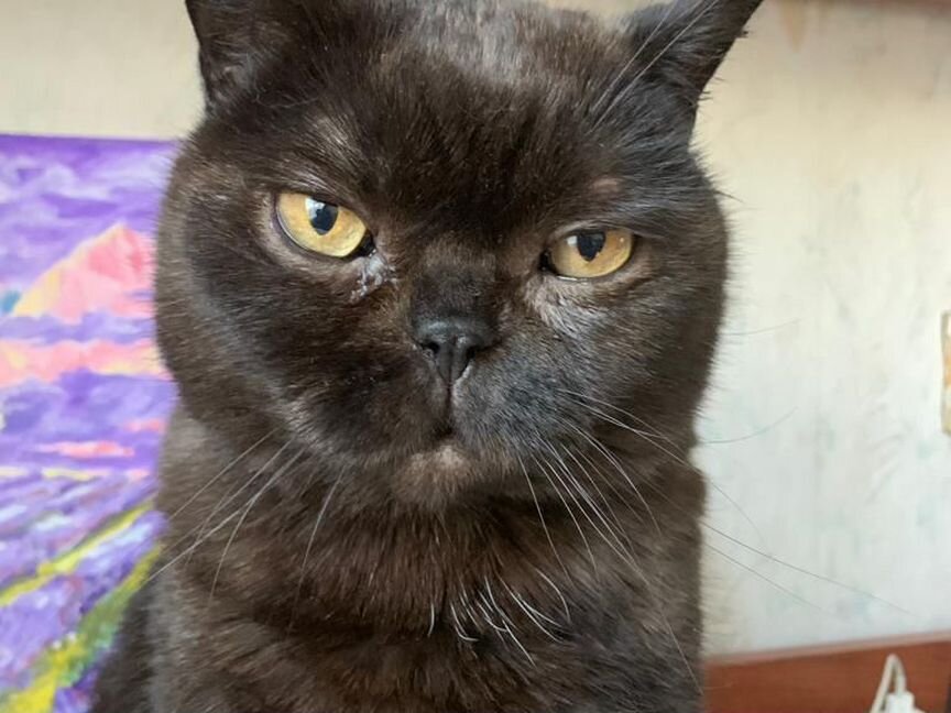 Кошка британка Шерри